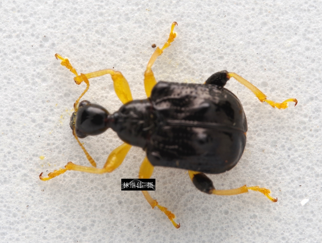 Phymatapoderus latipennis from Changsha, CN-HN, CN on July 30, 2025 at ...