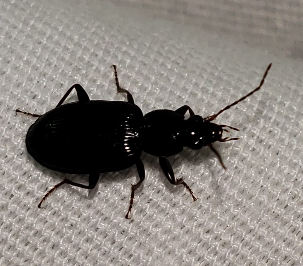 Agonum punctiforme from Rockwall, TX, USA on October 19, 2019 at 08:50 ...
