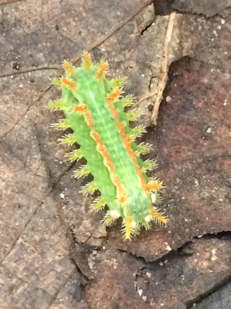 Green Oak-Slug Moth from 75056, Lewisville, TX, US on November 6, 2016 ...