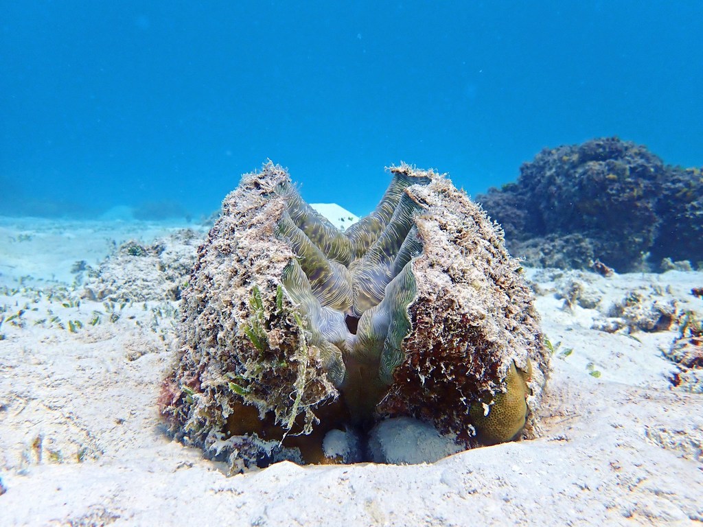Bear Paw Clam in October 2019 by Frédéric Ducarme. This shell used to ...