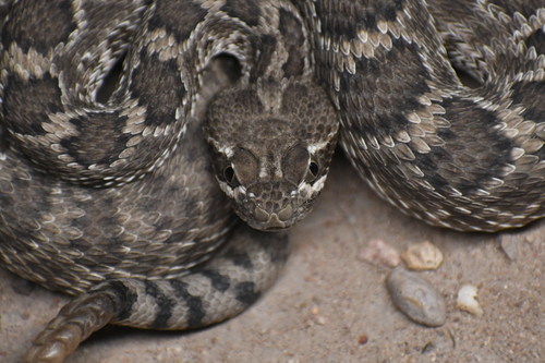 Mojave Rattlesnake (Crotalus scutulatus) - Snakes and Lizards