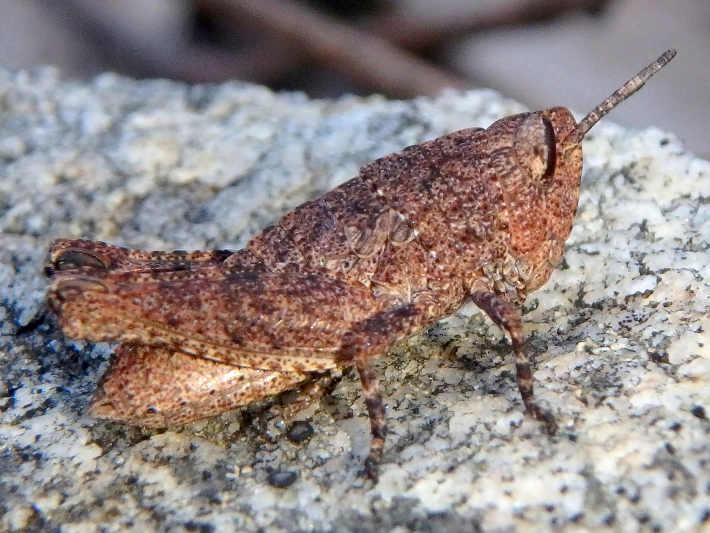 Gumleaf Grasshoppers from Scott Creek Conservation Park, SA, Australia ...