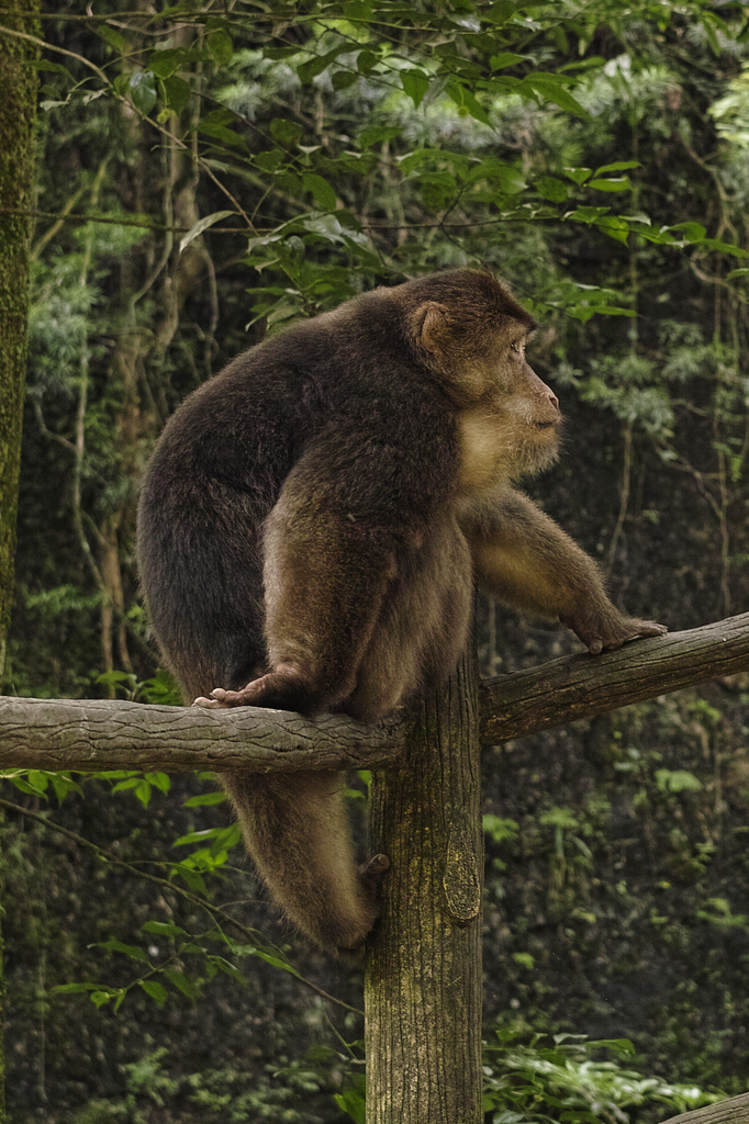 Tibetan Macaque (Macaca thibetana) - Know Your Mammals