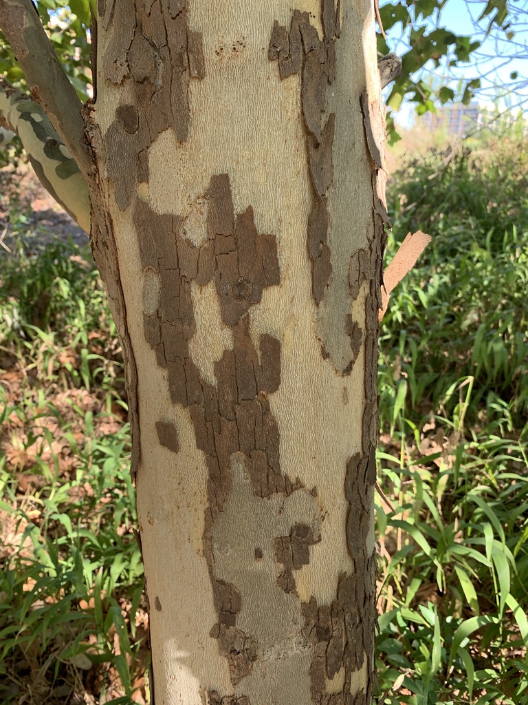 American sycamore (Platanus occidentalis) - Botanical Realm