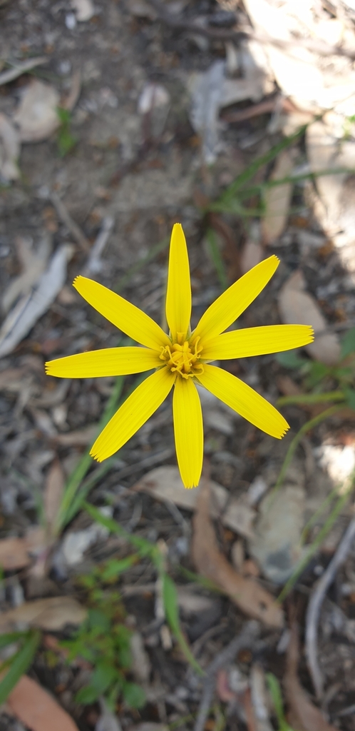 Murnong (Microseris walteri) - Botanical Realm