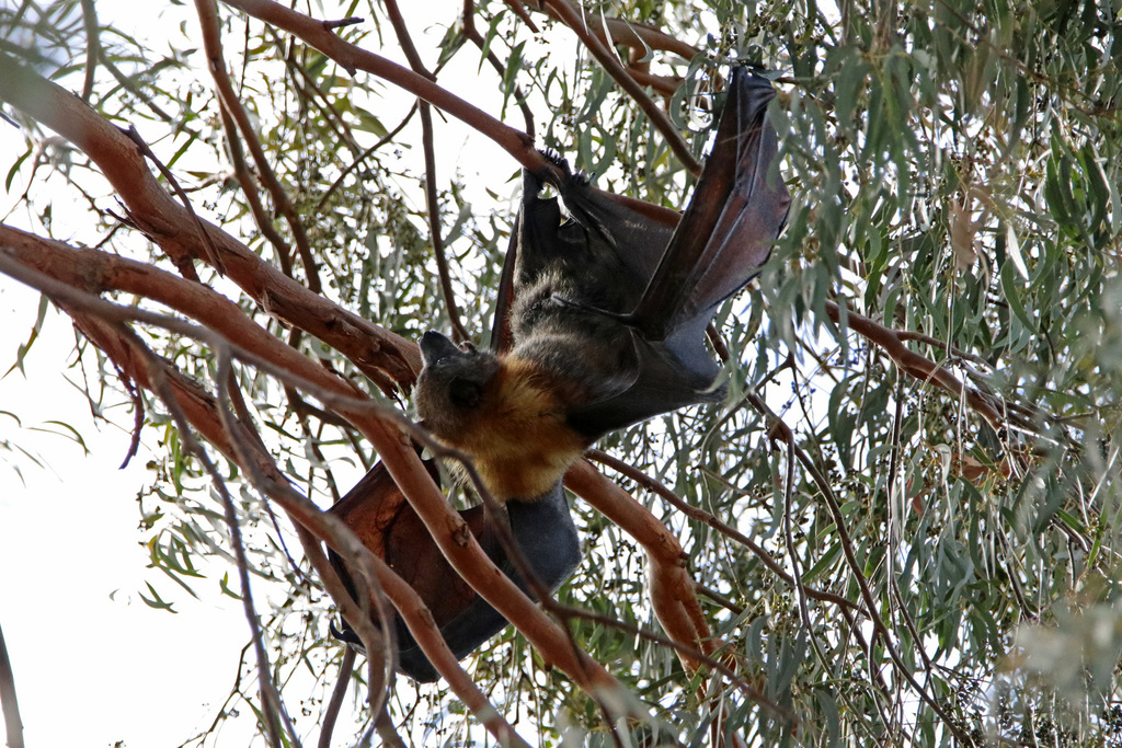 Grey-headed Flying-fox in October 2019 by deborod. this Grey-headed ...