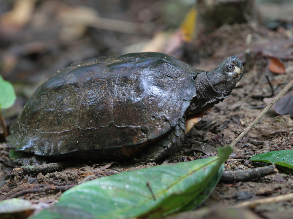 Spiny Terrapin in June 2013 by Ian Dugdale · iNaturalist