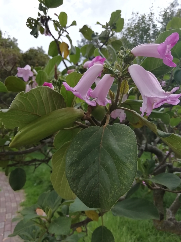 guaylug (Árboles del Parque de Pinga) · iNaturalist