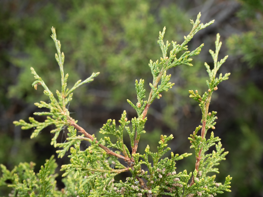 Rocky Mountain Juniper (Northeastern New Mexico Piñon-Juniper Woody ...