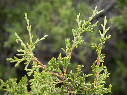 Rocky Mountain Juniper (Northeastern New Mexico Piñon-Juniper Woody ...