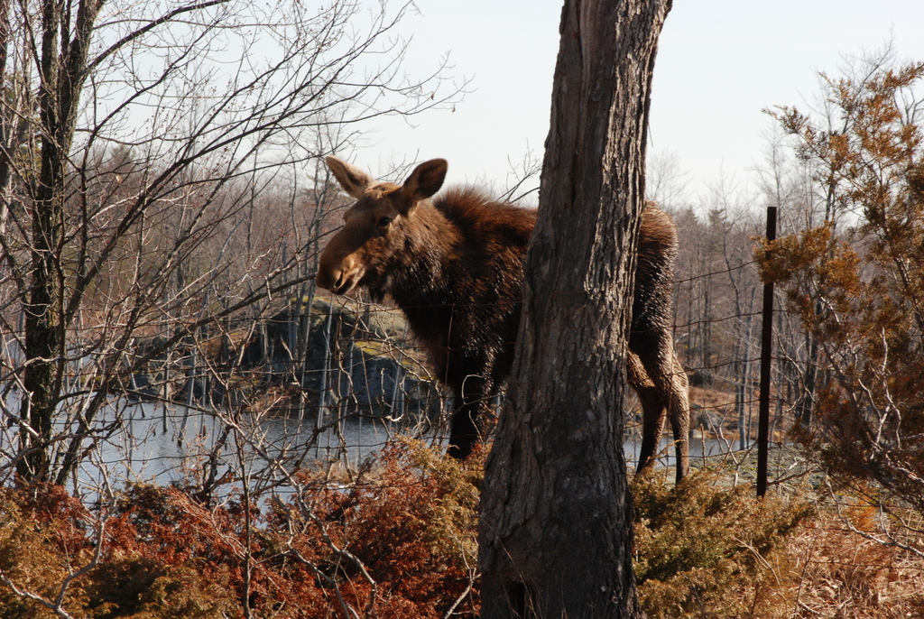 Moose from Lennox and Addington County, ON, Canada on April 2, 2009 by ...