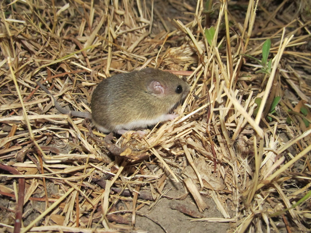 fulvous pygmy rice rat (Oligoryzomys fulvescens) - Know Your Mammals