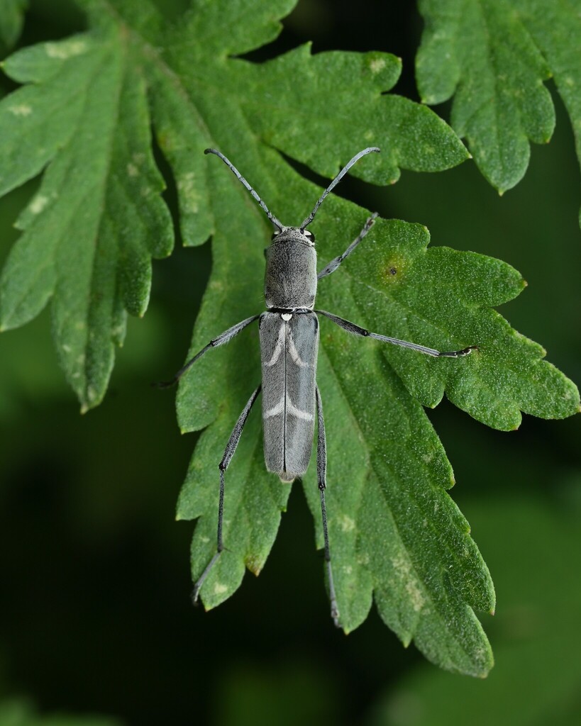Perissus paulonotatus from 中国云南省昆明市呈贡区 on June 15, 2025 at 07:28 PM by ...