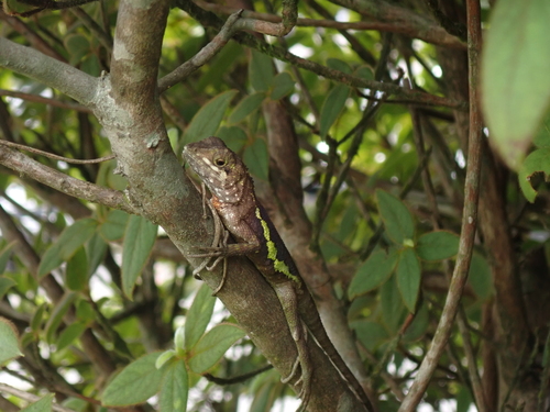 Okinawa Tree Lizard (Diploderma polygonatum) - Snakes and Lizards