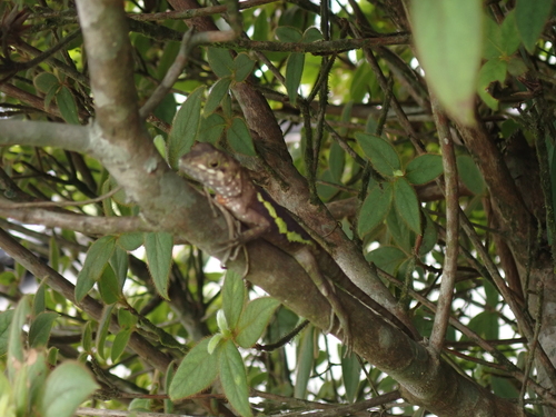 Okinawa Tree Lizard (Diploderma polygonatum) - Snakes and Lizards