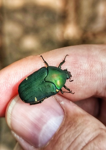 Subspecies Clinteria imperialis auronotata · iNaturalist