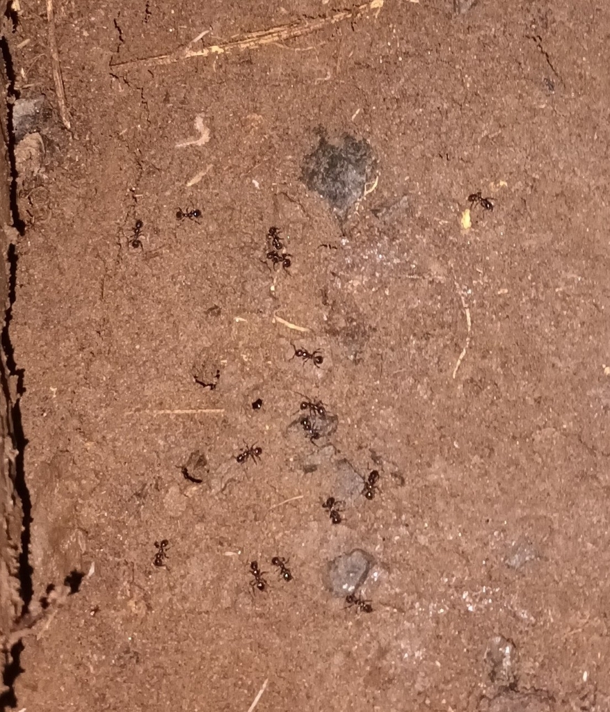 Southern Ant from Dunedin North, Dunedin, New Zealand on July 31, 2025 ...