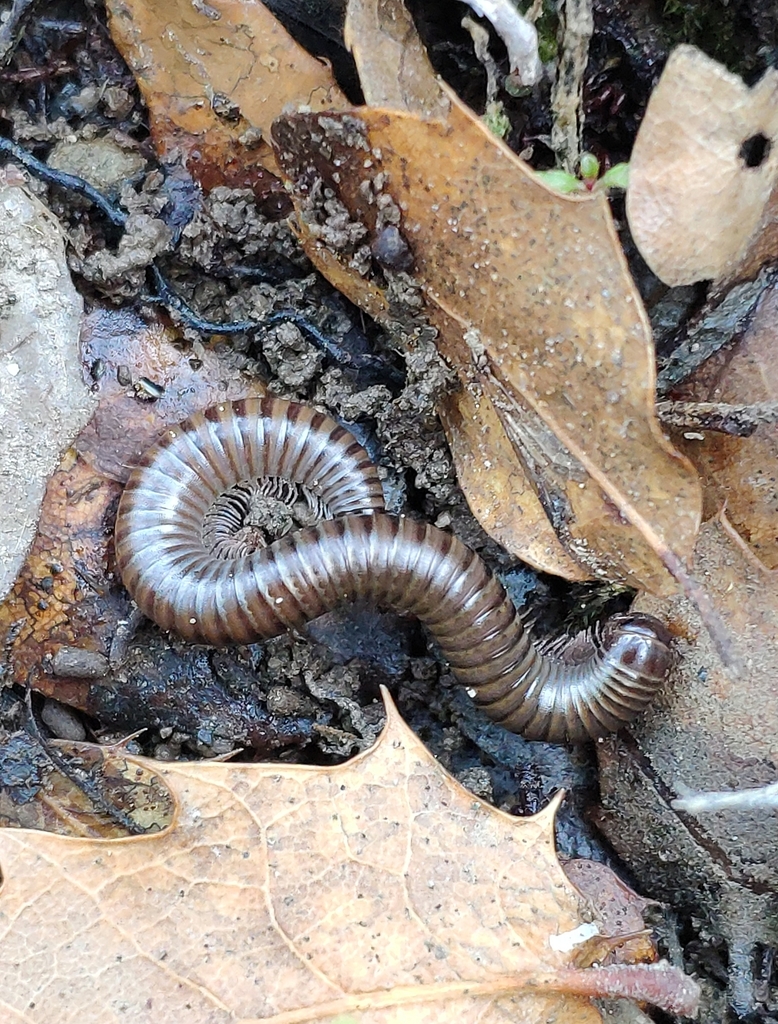 Megaphyllum from Central Greece, Thessaly and Central Greece, GR on ...