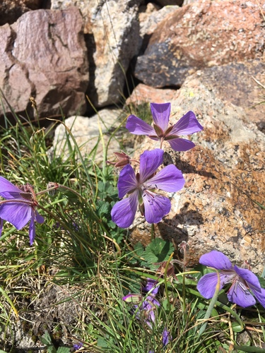 Geranium saxatile · iNaturalist Ecuador