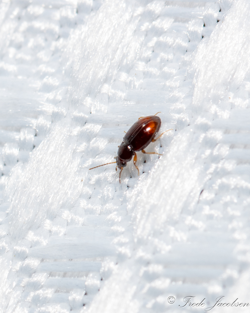 Elaphropus from Caroline County, MD, USA on July 26, 2025 at 09:54 PM ...