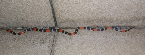 Trinidad Ribbon Coral Snake (Micrurus diutius) - Snakes and Lizards