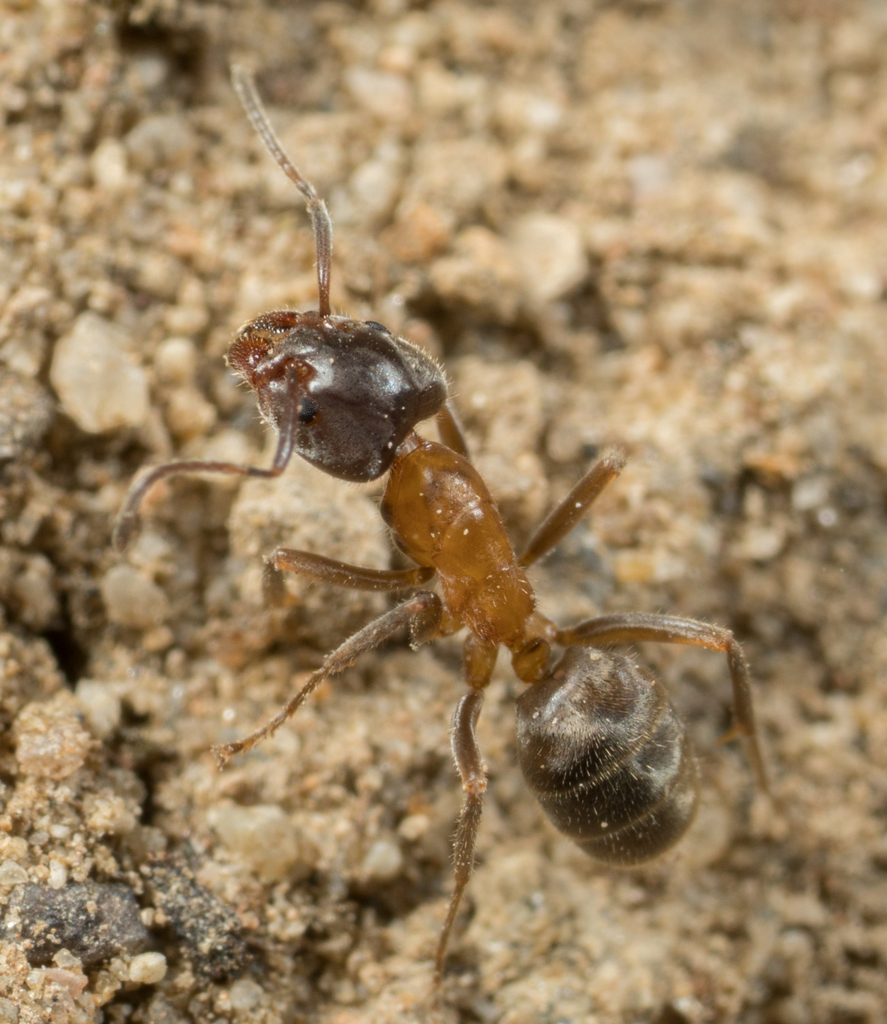 Western Velvety Tree Ant from Orange County, CA, USA on November 06 ...
