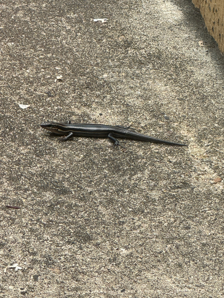 Common Five-lined Skink from Colony Dr, Asheville, NC, US on July 31 ...