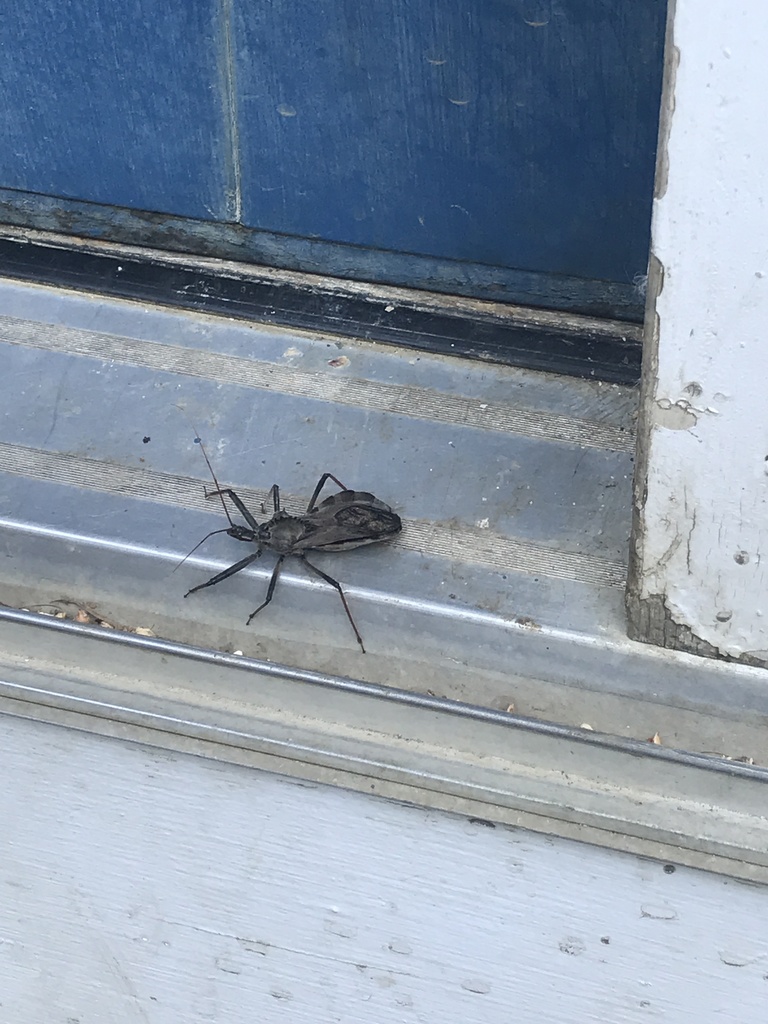 North American Wheel Bug from Orchard Knoll Dr, Reading, OH, US on ...