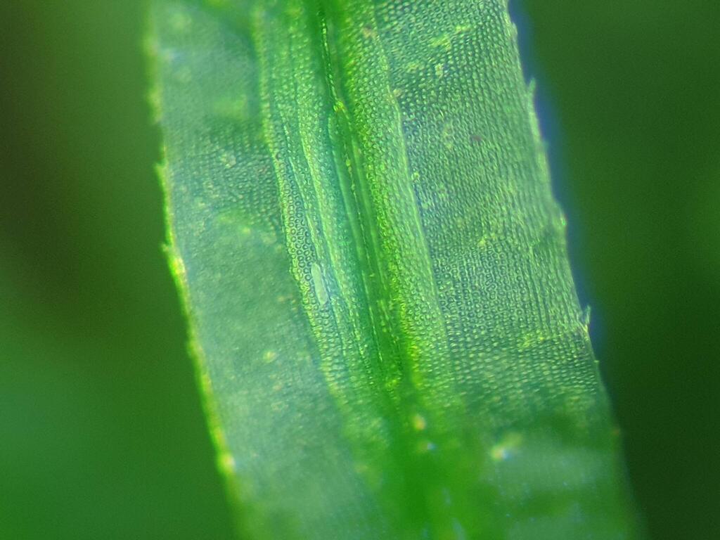 Wavy Starburst Moss (Atrichum altecristatum) - Botanical Realm