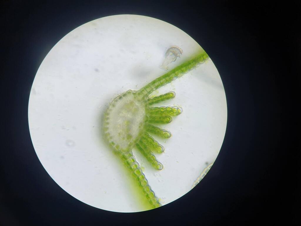 Wavy Starburst Moss (Atrichum altecristatum) - Botanical Realm