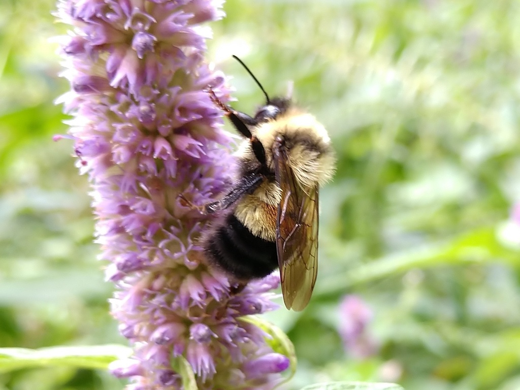 Rusty-patched Bumble Bee in August 2019 by Nathan Rauh · iNaturalist