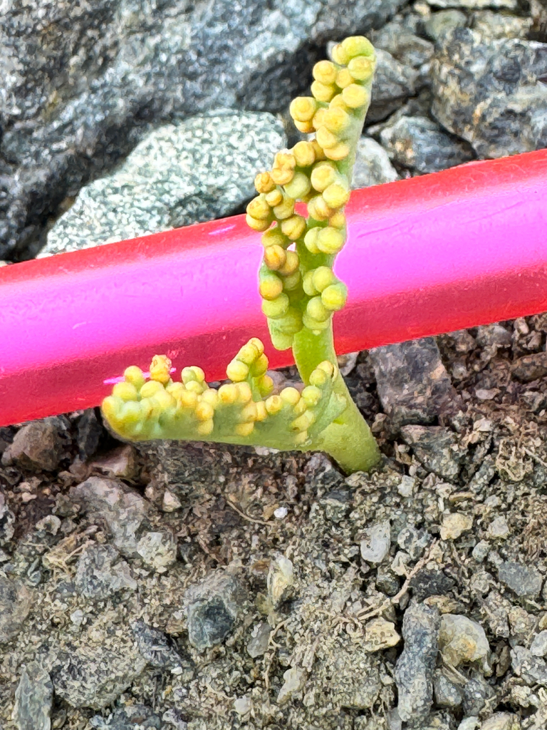 peculiar moonwort from Argentine North Fork Trail, Dillon, CO, US on ...
