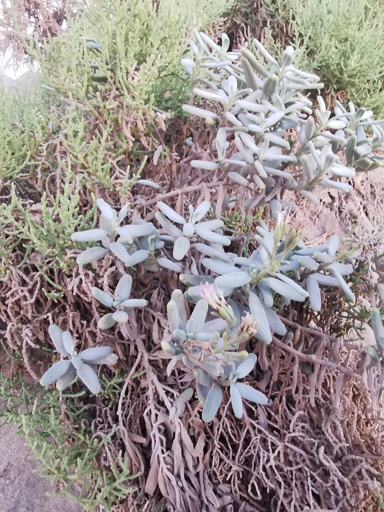 Spanish Needles from 23208 B.C.S., México on July 28, 2025 at 07:16 PM ...