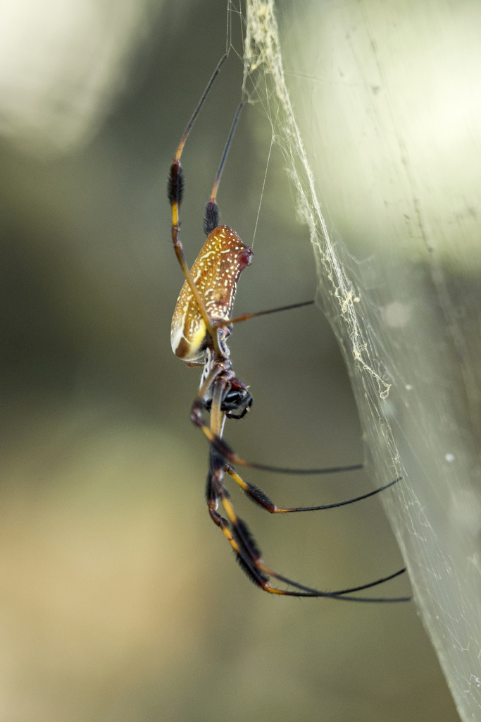Golden Silk Spider from Circle B Bar Reserve on October 17, 2019 at 10: ...