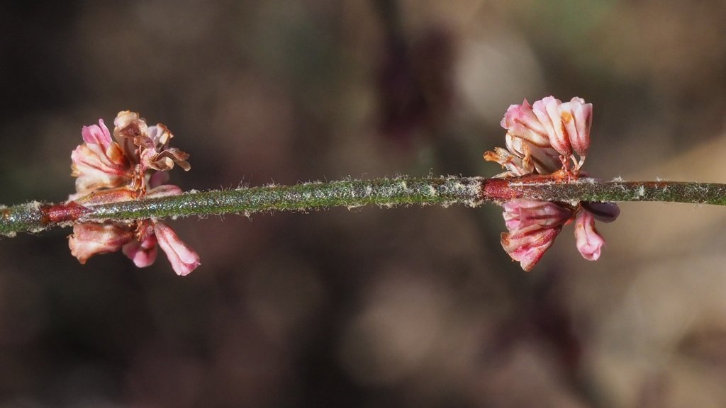slender woolly wild buckwheat from San Diego County, CA, USA on October ...