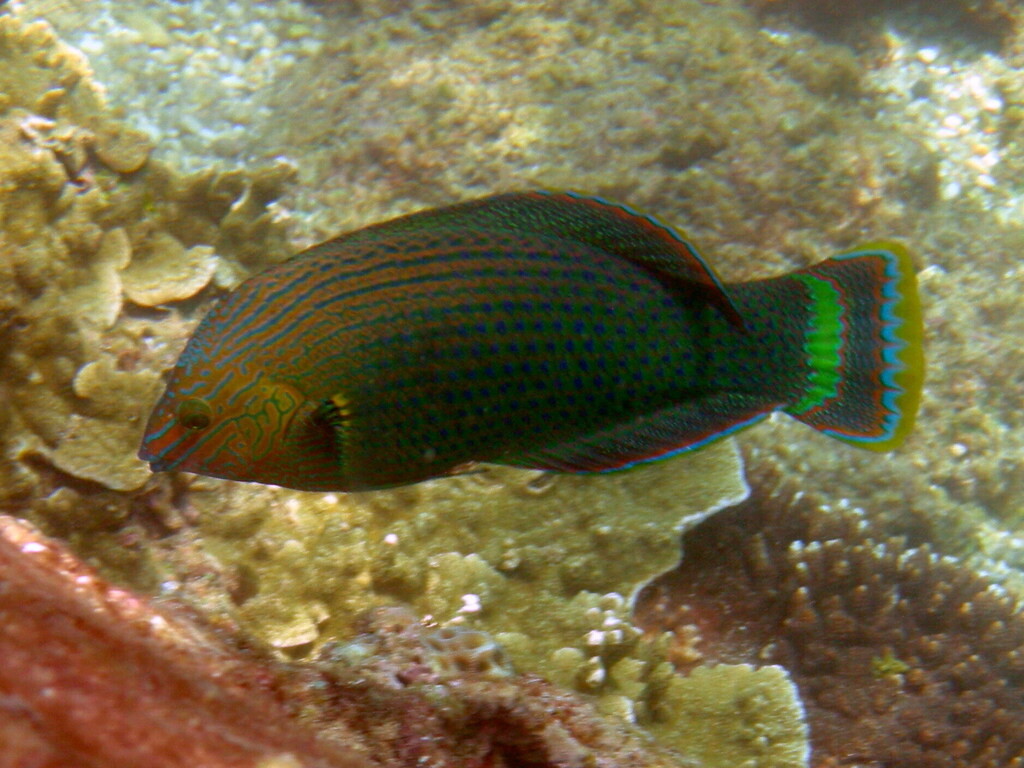 Pacific Dusky Wrasse from Phuket, Thailand on March 5, 2007 at 12:39 PM ...