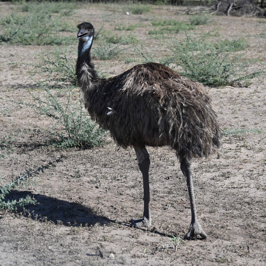 Emu from Live Oak County, TX, USA on July 24, 2025 at 09:38 AM by Z. Z ...