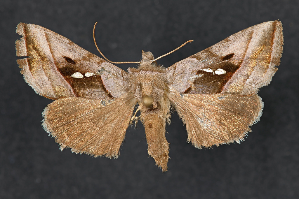 Macdunnoughia purissima from Zhouzhi, Xi’An, Shaanxi, China, Foping ...