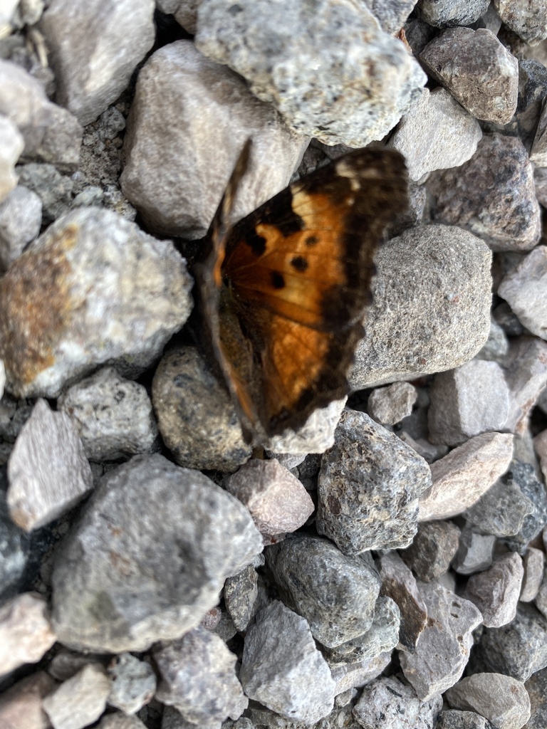 California Tortoiseshell in October 2019 by atflory · iNaturalist