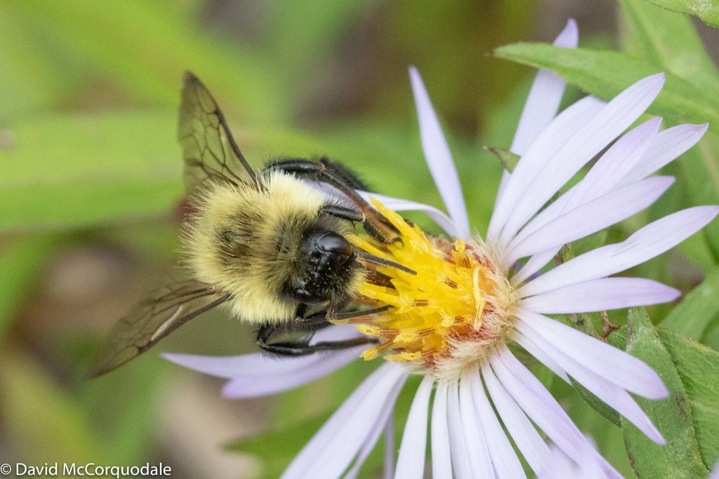 Common Eastern Bumble Bee from Port Hastings, NS, Canada on October 10 ...