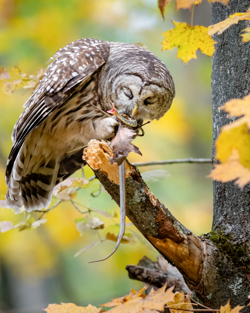 Typical Owls (Strigidae) - Avian Discovery