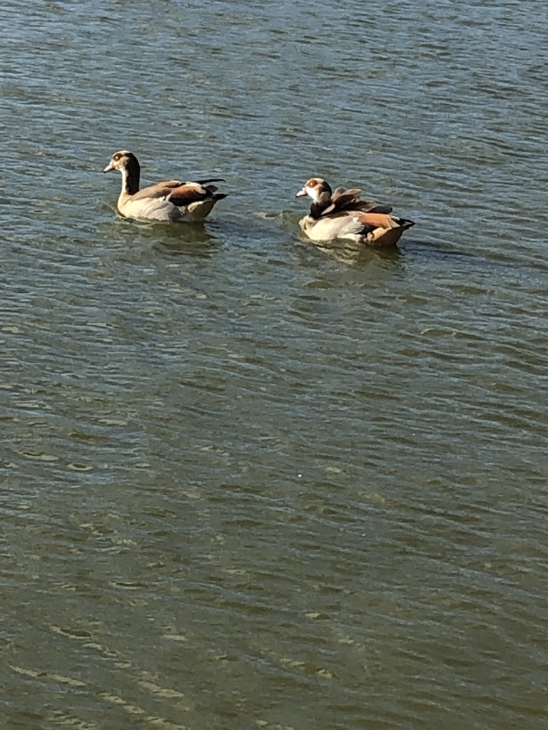 Egyptian Goose from Arthur Storey Park, Houston, TX, US on October 20 ...