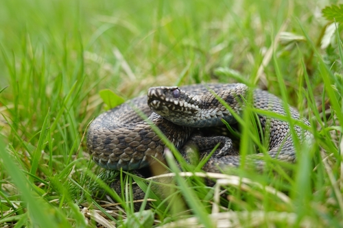 Common European Adder (Vipera berus berus) - Snakes and Lizards