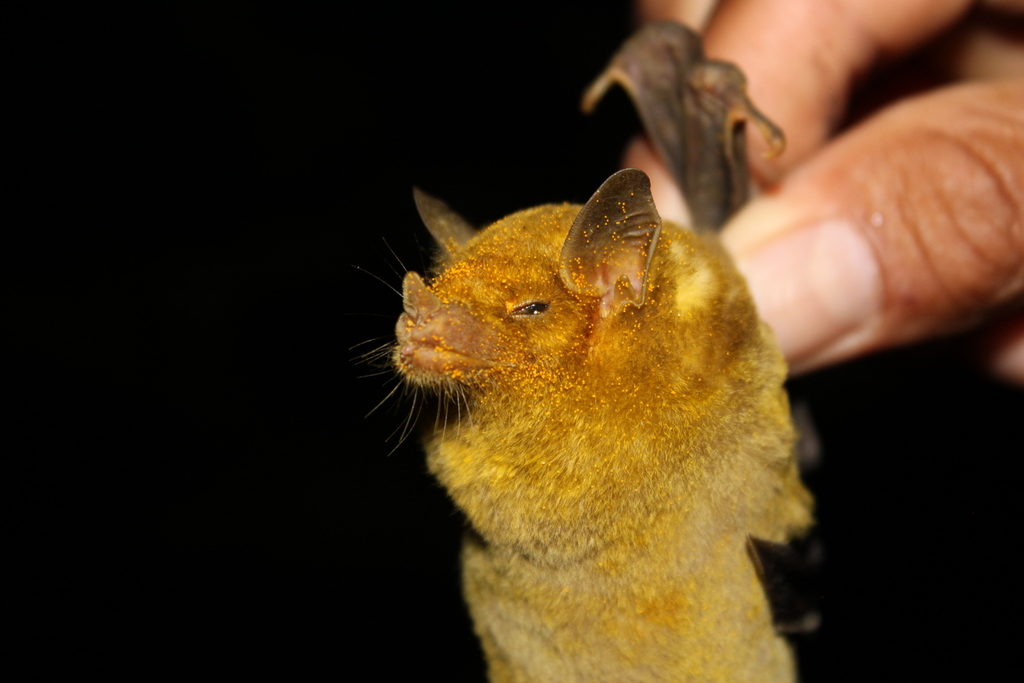Lesser Long-nosed Bat in October 2013 by Oscar Báez · iNaturalist