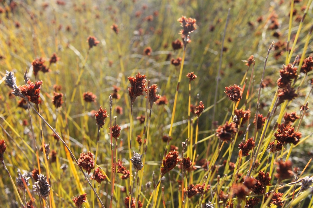 grasses, sedges, cattails, and allies (Poales) - Botanical Realm