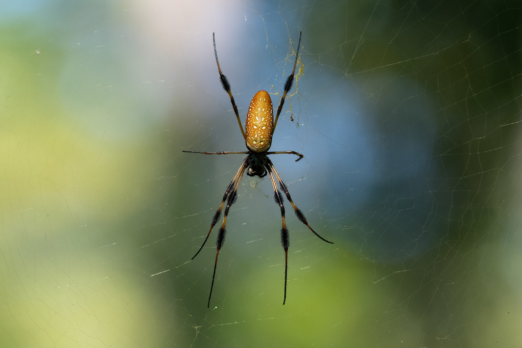 Golden Silk Spider from Saluda Shoals Park, Columbia, SC, USA on ...