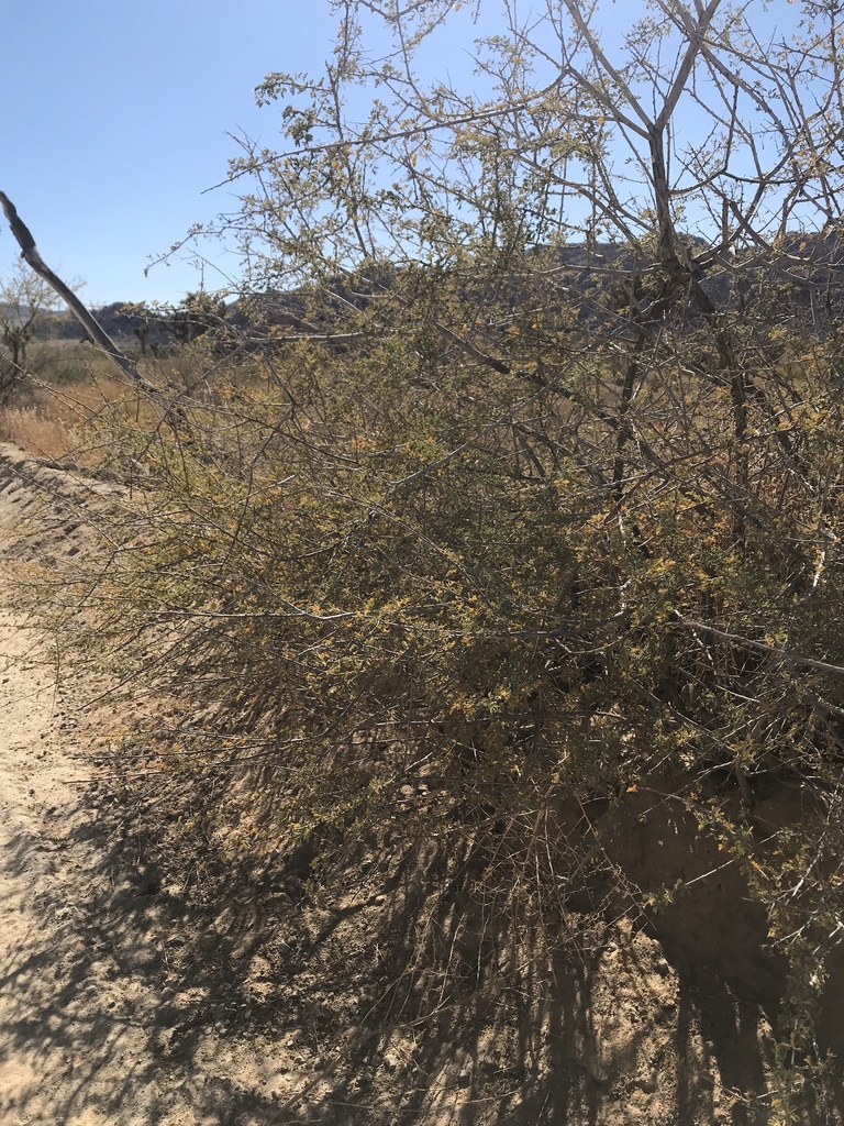 Catclaw Acacia from Joshua Tree National Park, Desert Hot Springs, CA ...