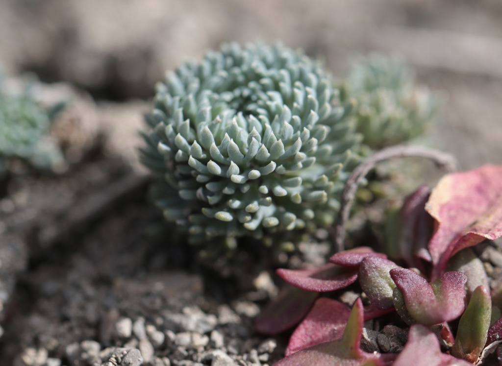 calycera family (Calyceraceae) - Botanical Realm