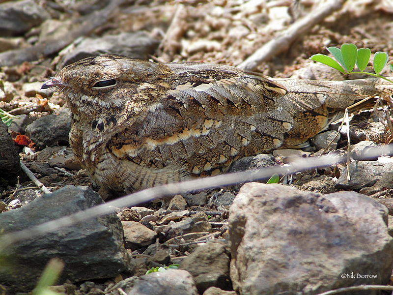 Slender-tailed Nightjar (Caprimulgus clarus) - Avian Discovery