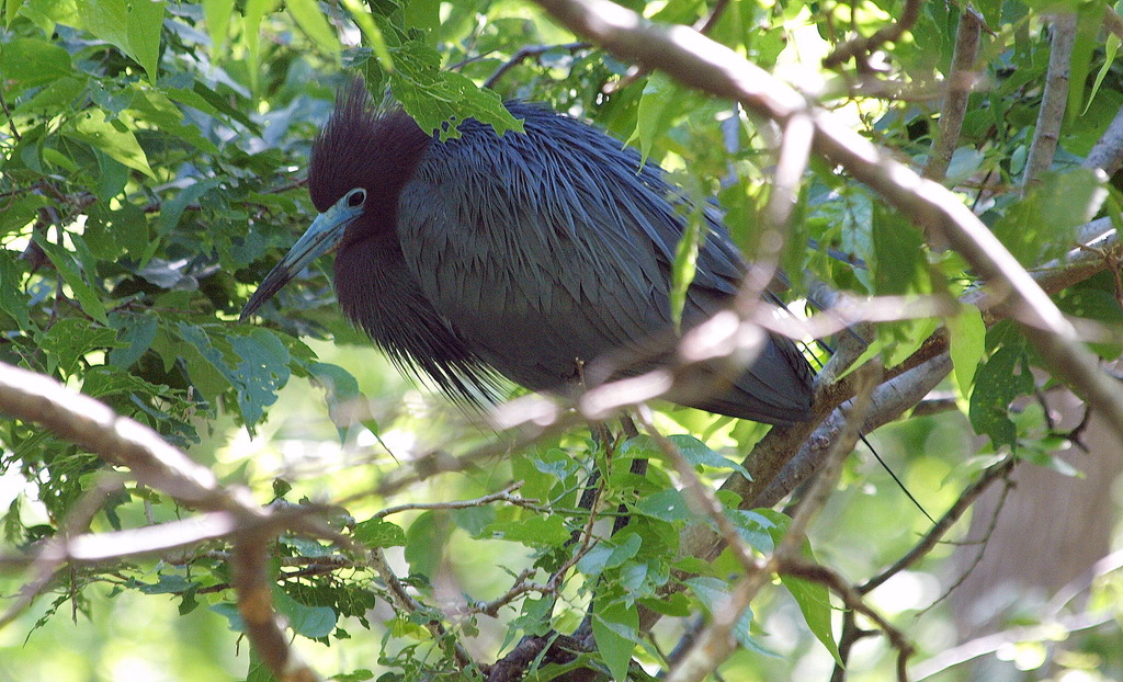 Little Blue Heron from Bird Sanctuary, Campus, Dallas, TX 75390, USA on ...